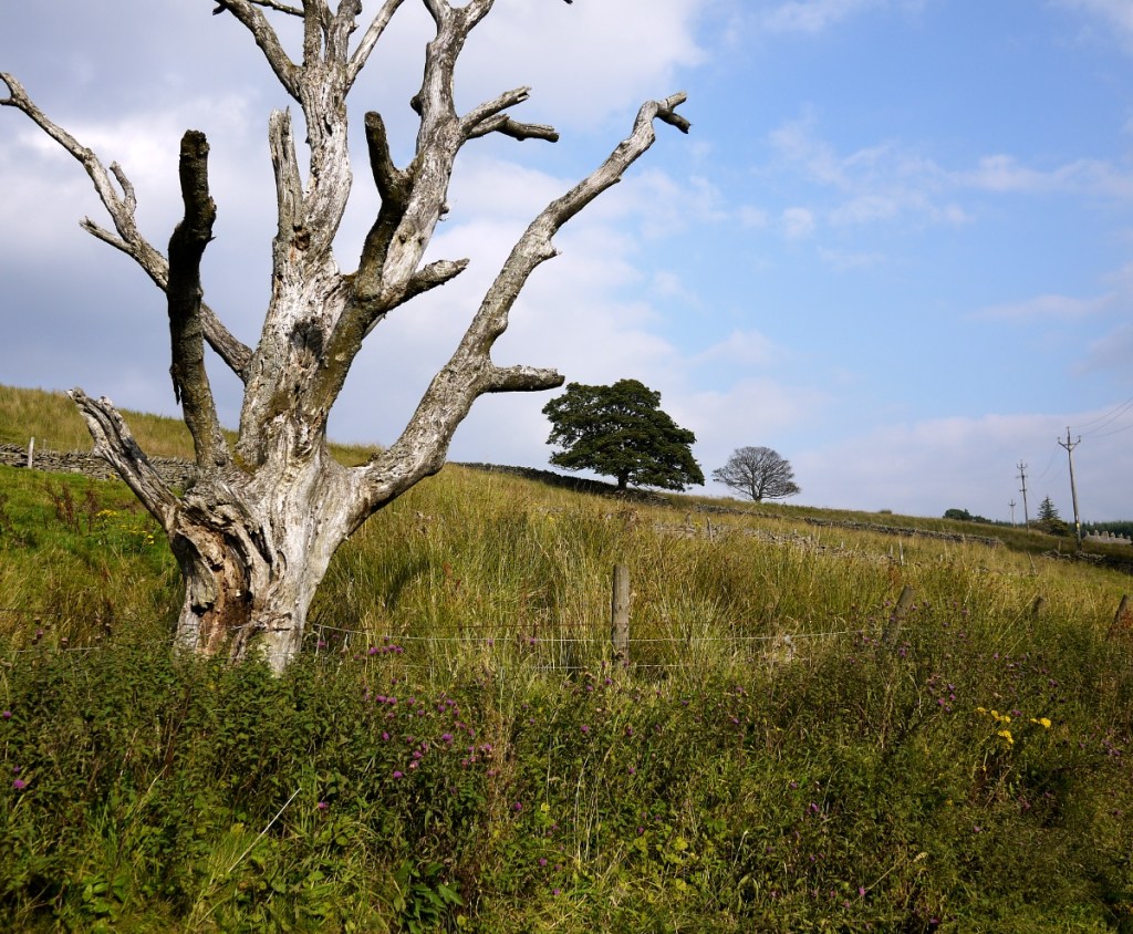 Sycamores in the British landscape – The Street Tree