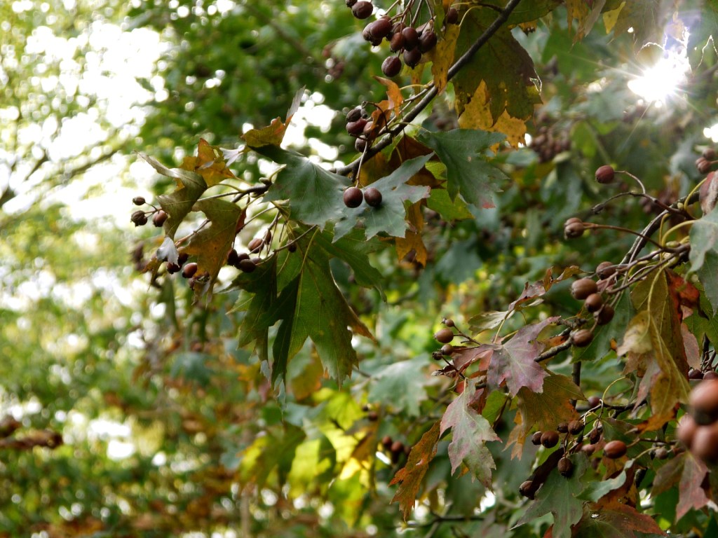 Chequer schnapps update – The Street Tree